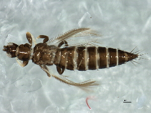 INSECTOS DE P.R. In Memoriam Dr Luis F Martorell y Dr Alain Liogier ,DR ...