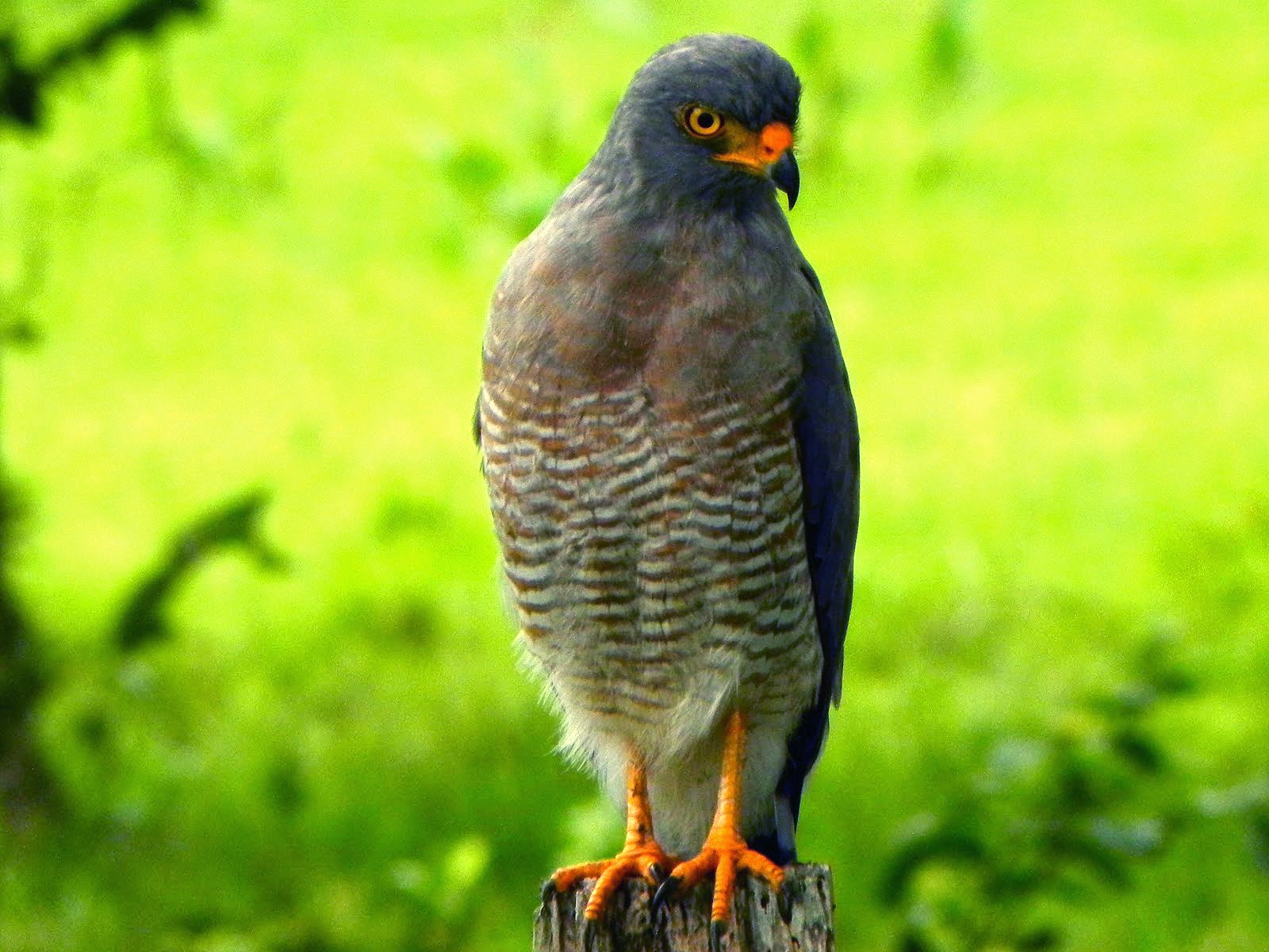 Bellas Aves de El Salvador: Buteo (Rupornis) magnirostris (gavilán ...