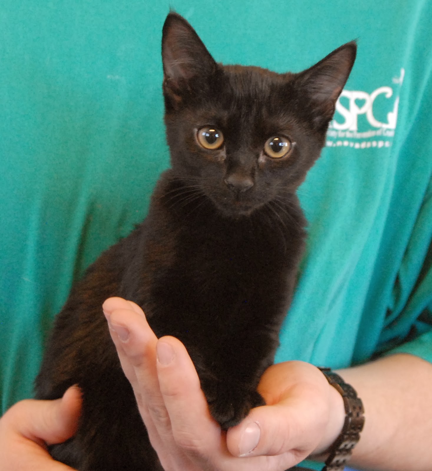 "The Cat Dancer Kittens" are now ready for adoption!