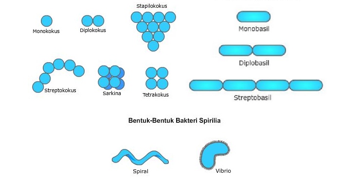 Kingdom Monera (Kelas X Semester 1) ~ Belajar Biologi SMA