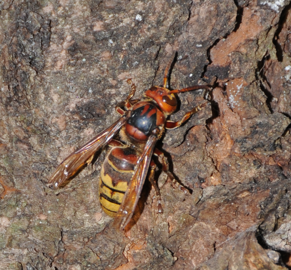 Insecte: Pze reusite cu insecte,artropode sau arahnide: