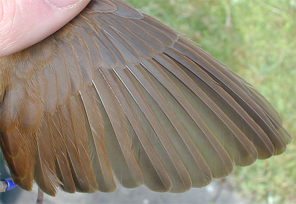 The Barley Birder: Bird Ringing During May and Early June 2011