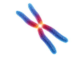 What Are Accessory Chromosomes? - Agri-Times: In The Zone