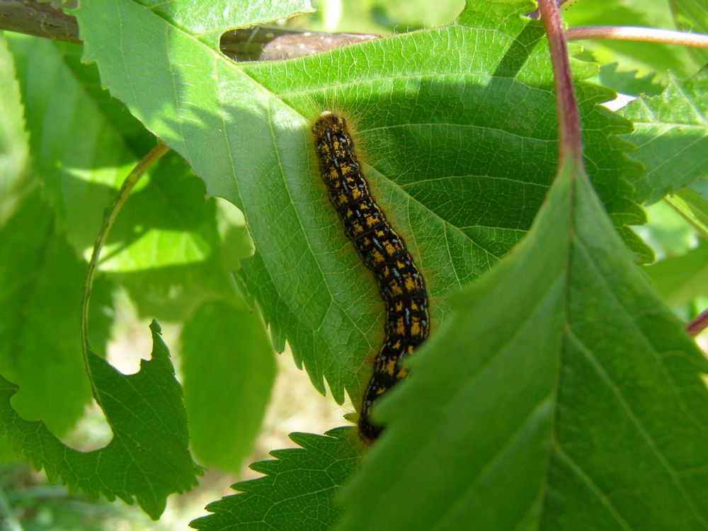 Thousand Flower Farm: Caterpillar Invasion