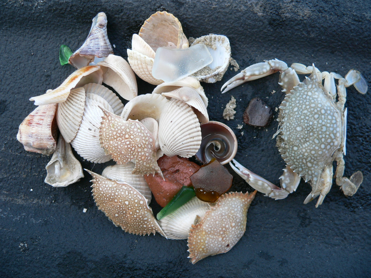 Journals of an Amateur Naturalist: Beach Notebook