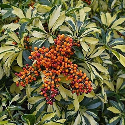 EvimCicek: Şeflera (Schefflera)