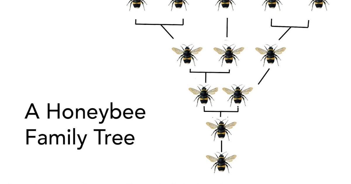 Fibonacci Sequence In Bees