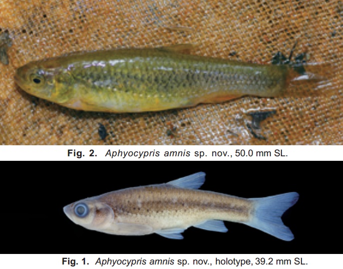 Species New to Science: [Ichthyology • 2011] Aphyocypris amnis ...