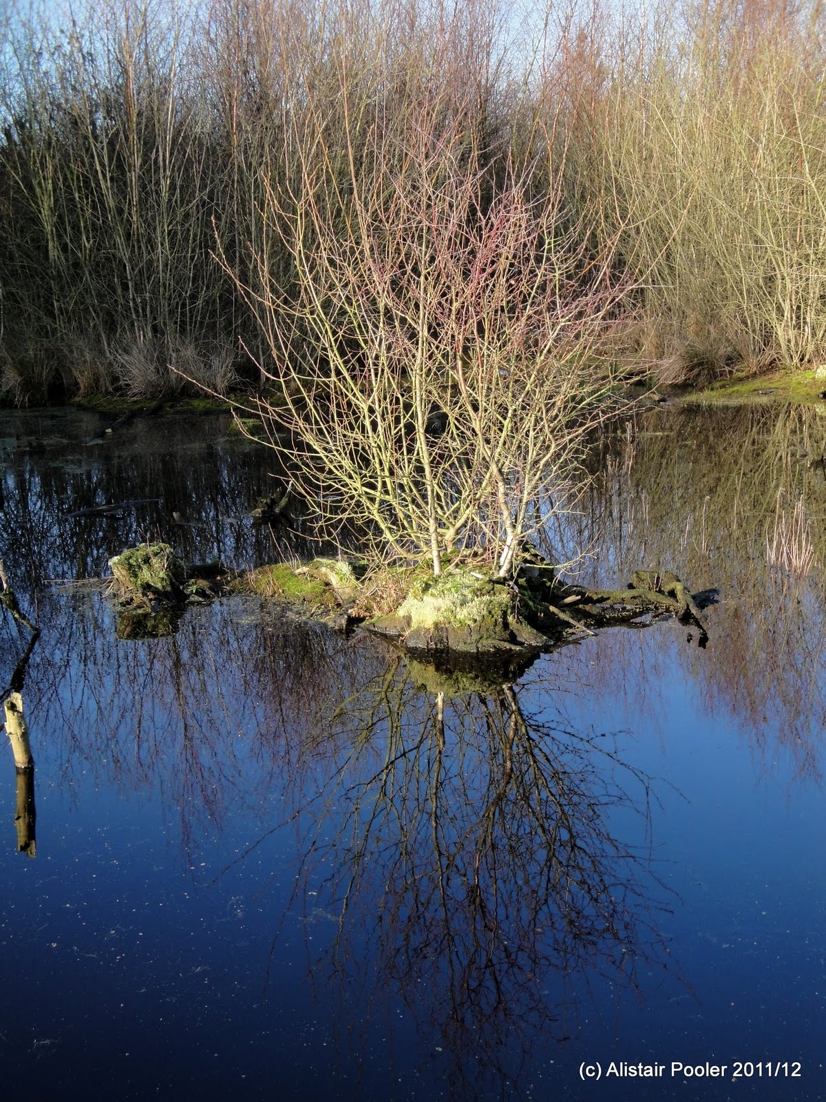 Alistair's Walks: A Circuit of Blakemere Moss