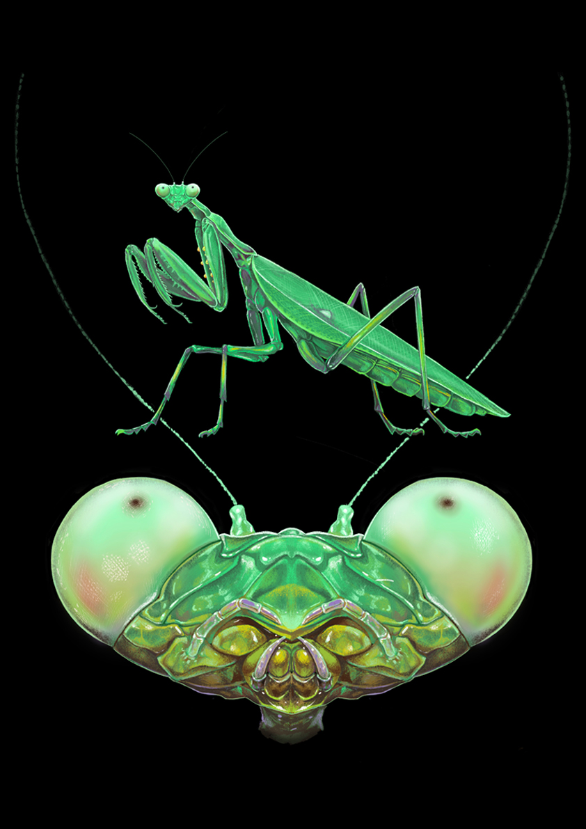 Pui Yu Carol Ng - The head of Hierodula patellifera