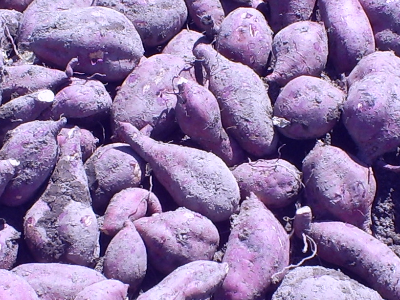 Sweet Potato: Ubi Jalar alias Sweet Potato