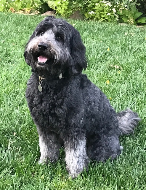 Golden Gate Labradoodles: Authentic Australian Labradoodles