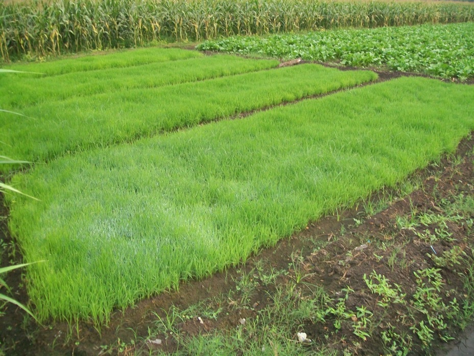 CARA MEMBUAT PERSEMAIAN PADI MODEL KONVENSIONAL | Pertanian