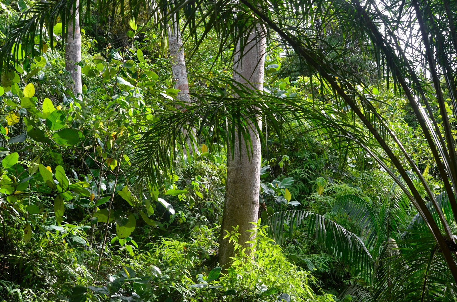 The Kambatik Park, Bintulu.: The forest fringe