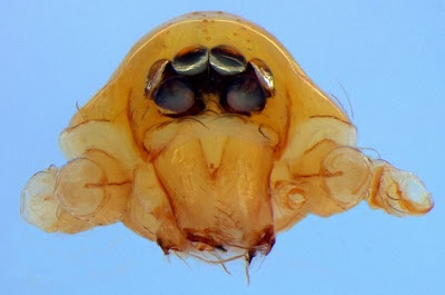 CinemaSpection: Predator - Supplement