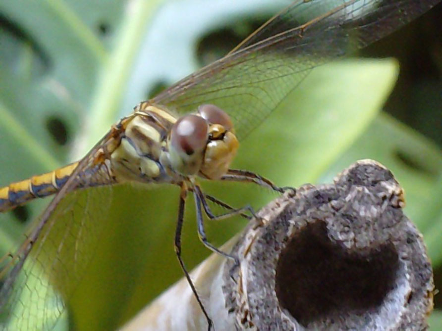 Naturaleza Viva : LIBELULA Anatoma--Anisoptera