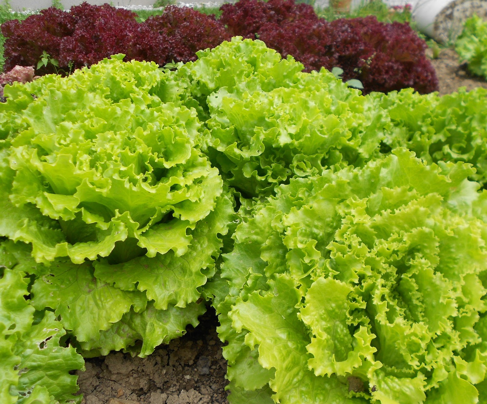 lep dan: Kako peremo solato