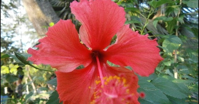 Pinoy Pop Culture: Flower of the "Gumamela" (Hibiscus) Plant