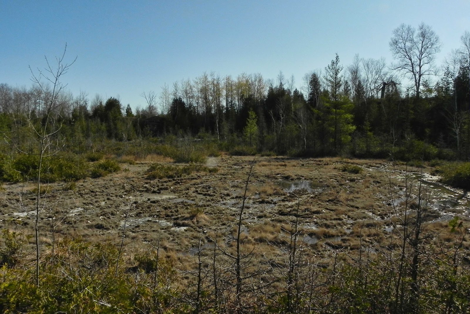 Hiking in Ontario: Fletcher Creek Ecological Preserve