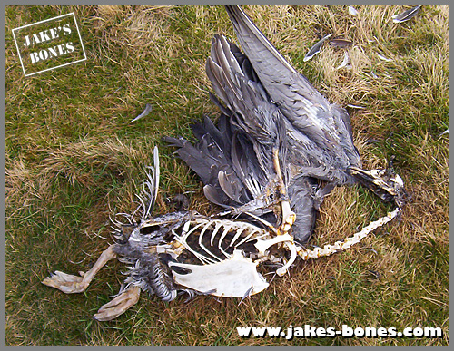 Where can you find animal bones ? : Jake's Bones