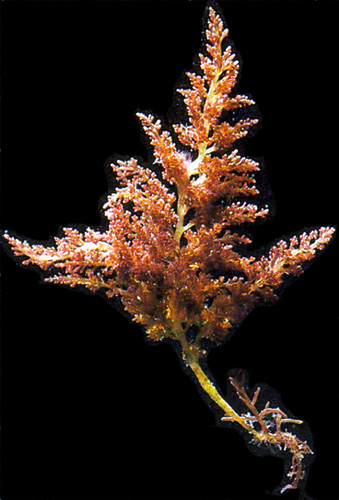 Variety of Life: Laurencia