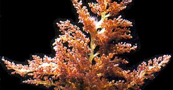 Variety of Life: Laurencia