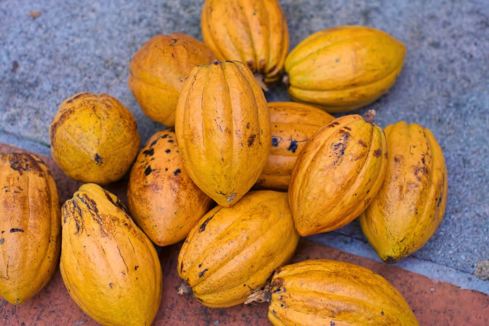 We Grow Love: Cacao Pods