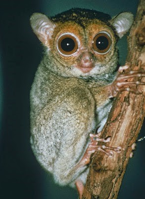 Hendri's world education