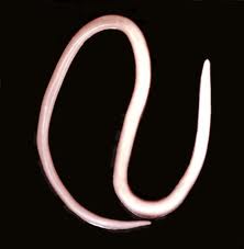 info kesehatan: Cara Membasmi Cacing Di Dalam Perut Manusia