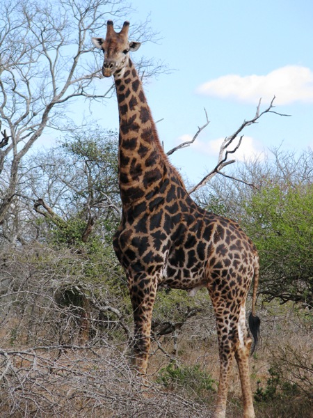 Angelika's World in Photos: Giraffe Comparison