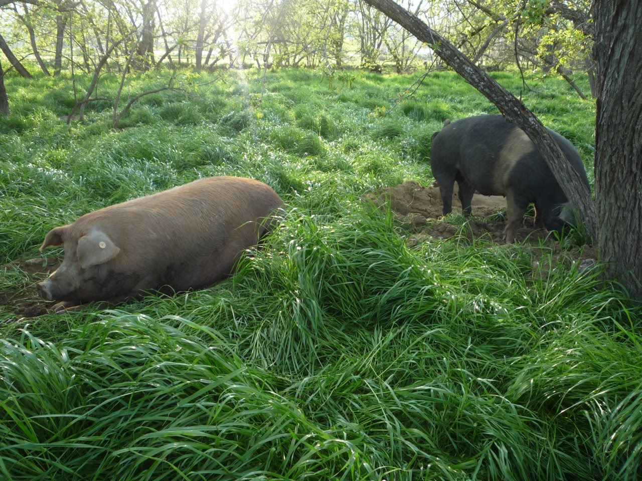 Riverdog Farm Hog Blog: Sows in Spring Pasture