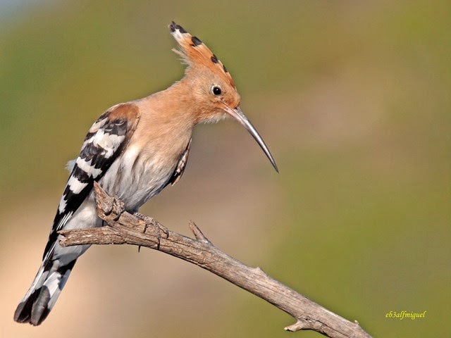 MIS AMIGAS LAS AVES: Abubilla común (upupa epops)
