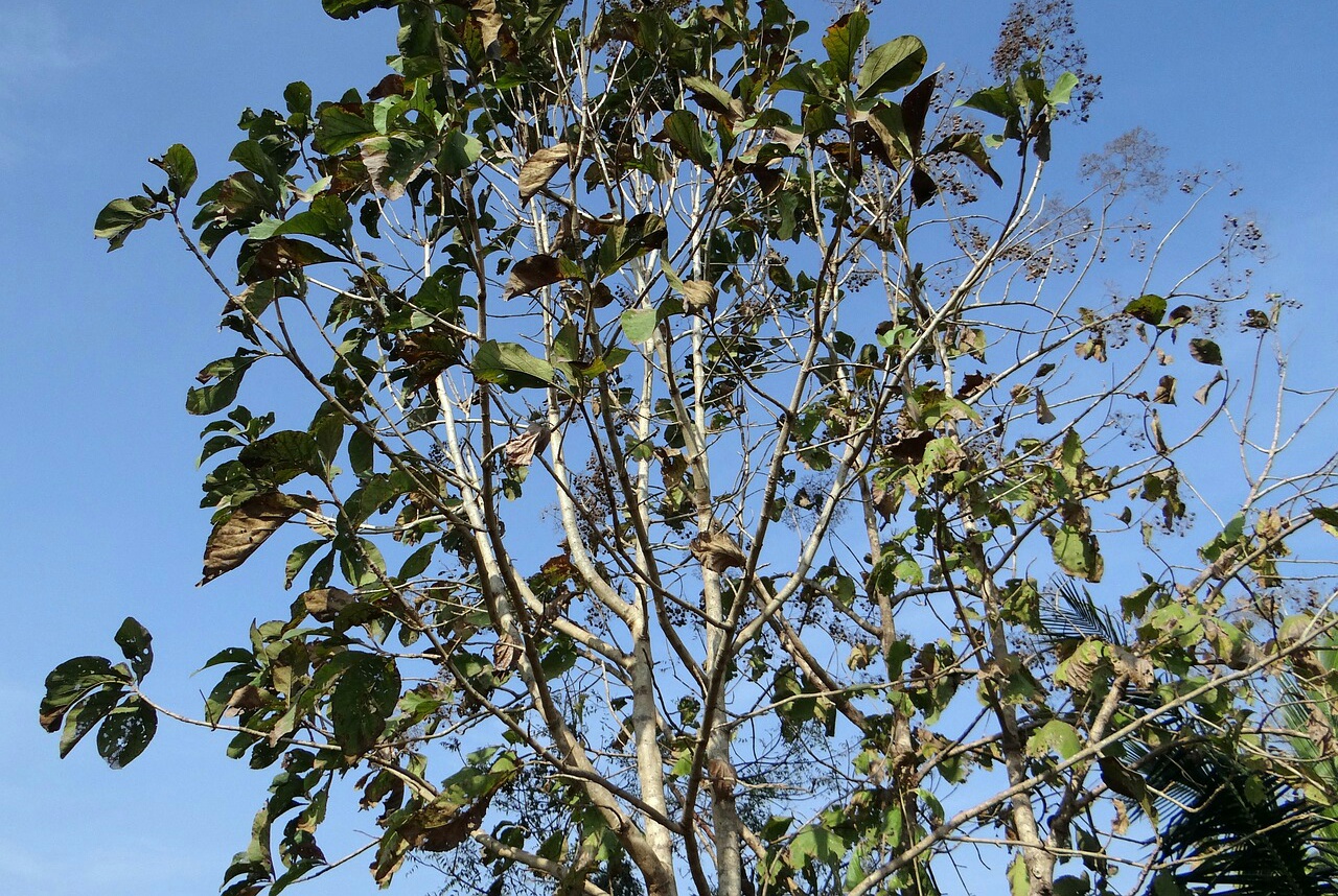 10 Fakta Unik Kayu Jati Yang Harus Kamu Tahu! Menarik dan Inspiratif ...