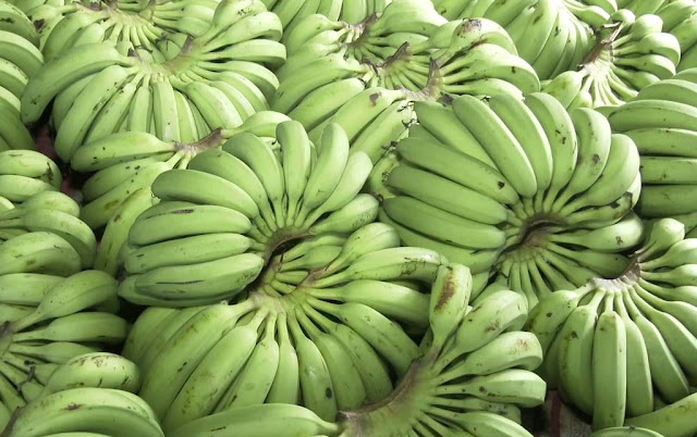 Thu nhập ổn định từ trồng chuối ở xã Tứ Dân - Trái cây Dũng mập