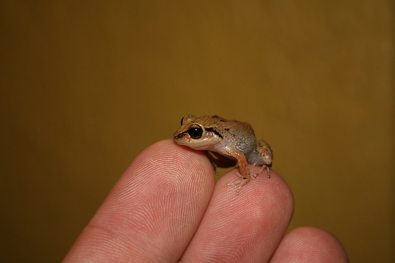 Prantsuse- Guajaana: jaanuar 2013