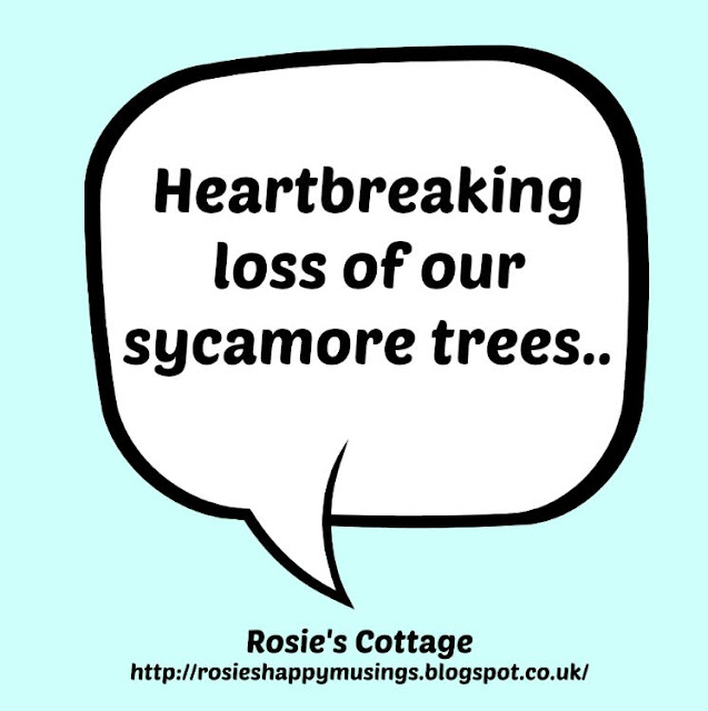 Rosie's Cottage: Heartbreaking Loss Of Our Sycamore Trees...