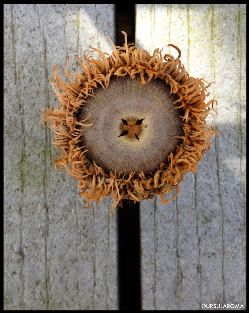 Photos by Ursula Roma