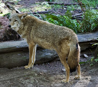 Types of '' Wolves '' Around The World: 3 Best Types of Wolves Around ...