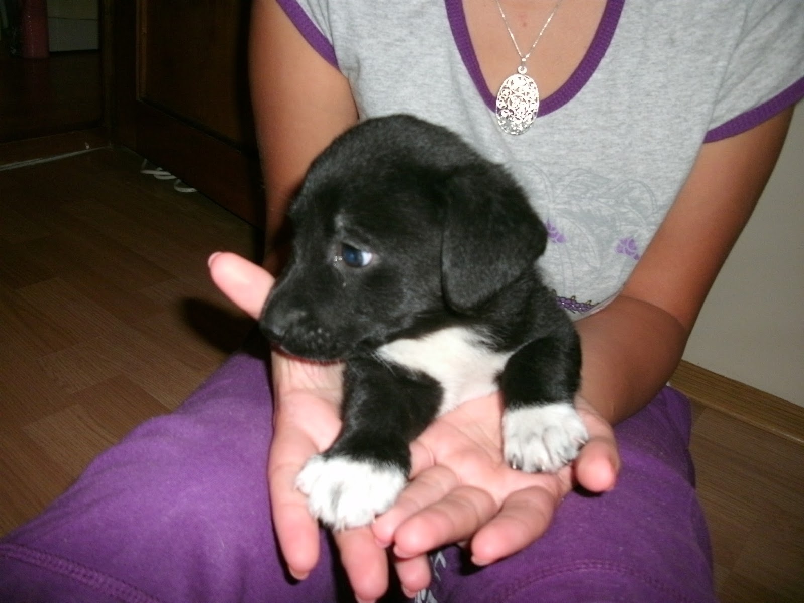 adoptieanimale.ro: donez 2 pui de caine - Cluj-Napoca