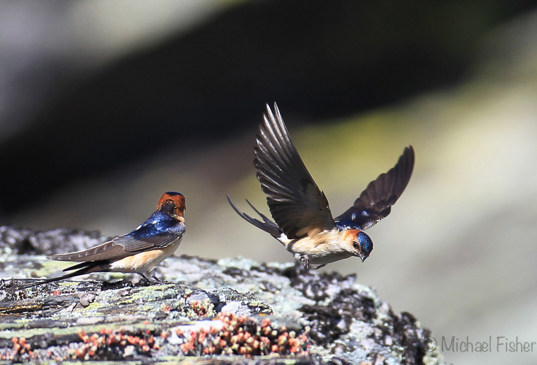 Roadrunners Mike and Linda: Birdwatching in the International Douro ...