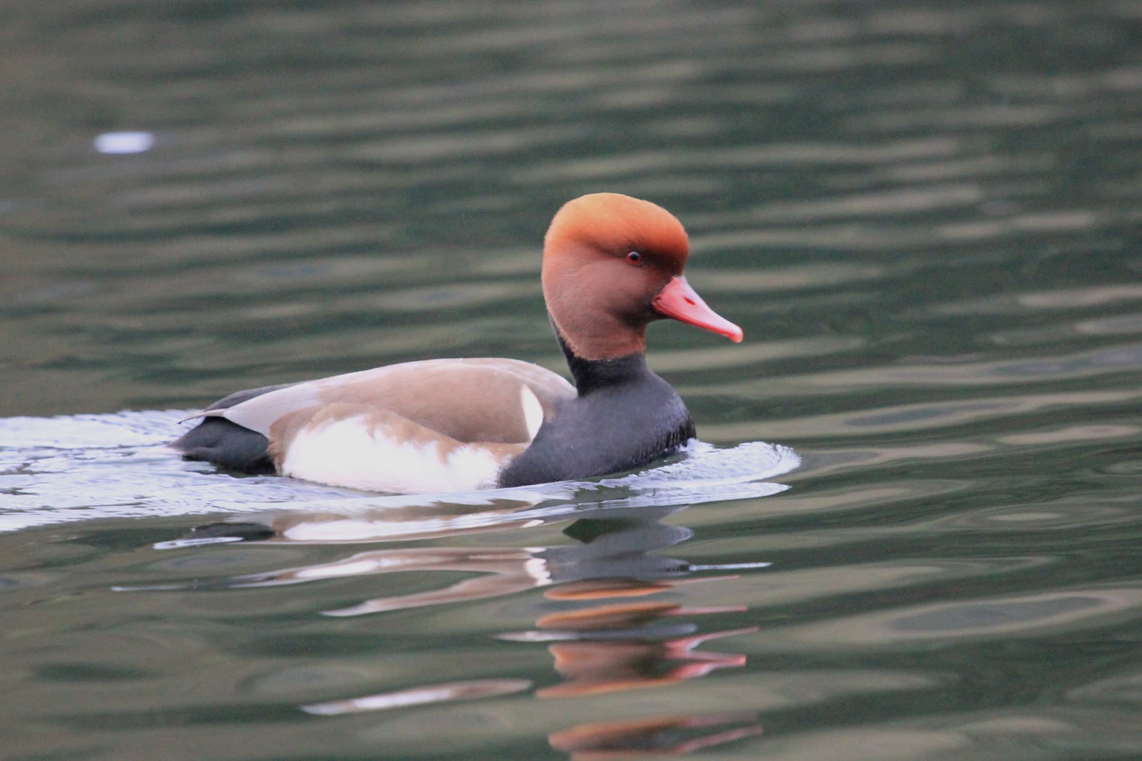 andrew bulmer photography: Scarborough Mere