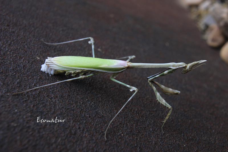 Amantenatura: Puesta de mantis palo- Empusa pennata