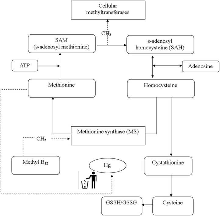ARDAN SAMMAN: PROSES DAN MEKANISME MERKURI TERHADAP GANGGUAN NEUROPATI
