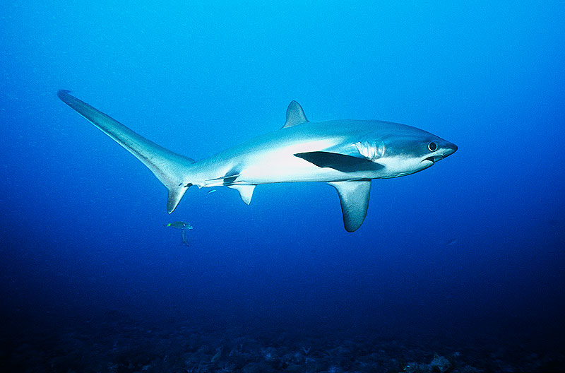 Bigeye Thresher Shark | The Life of Animals