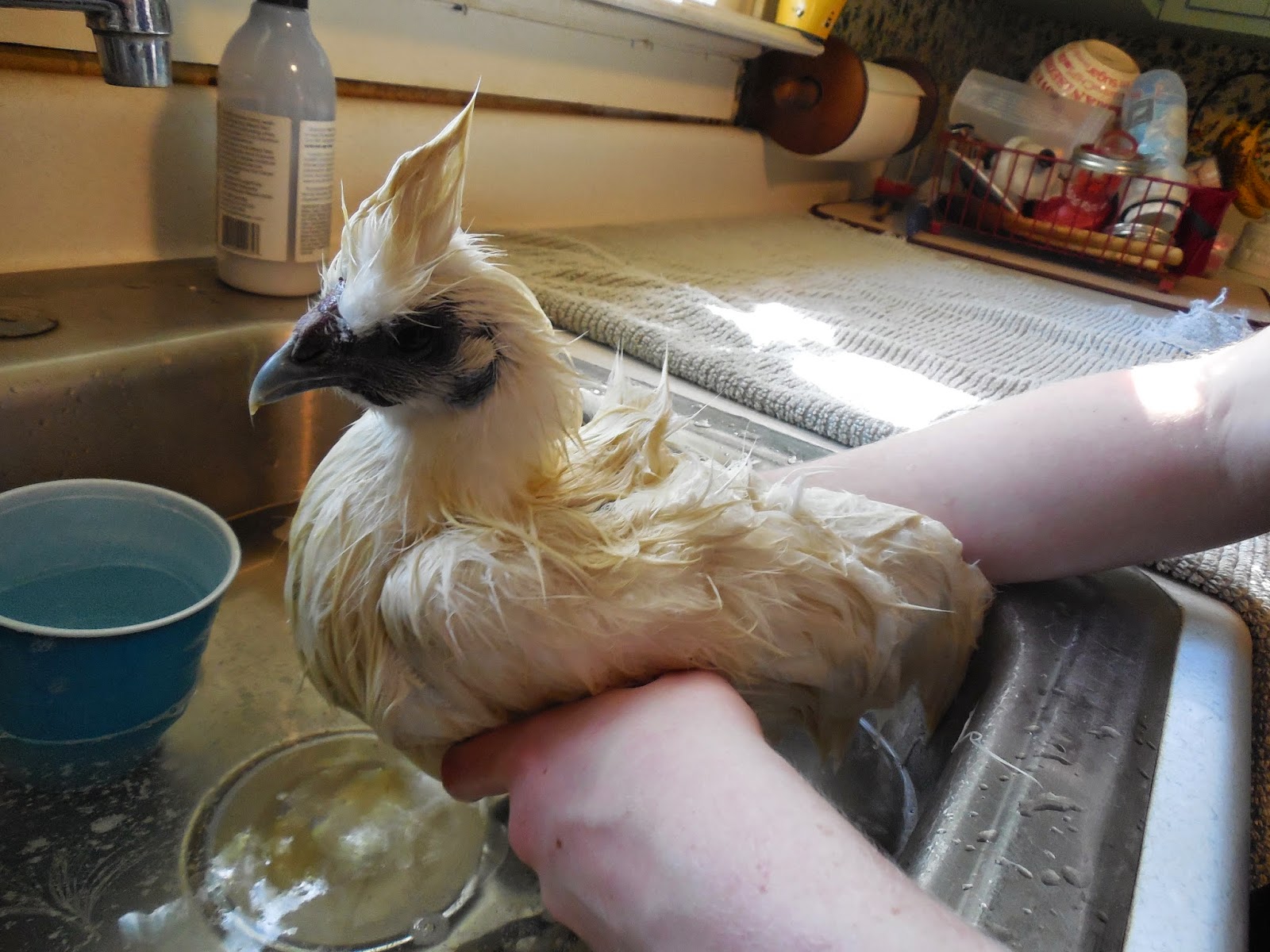 Pray For Lilly: Is that a LIVE CHICKEN in my sink??!!
