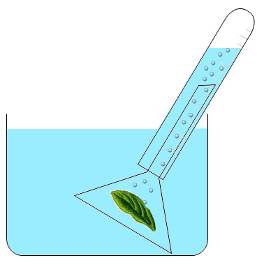 ¿Entiendes la ciencia?: Los experimentos más bellos de la Biología 2 ...