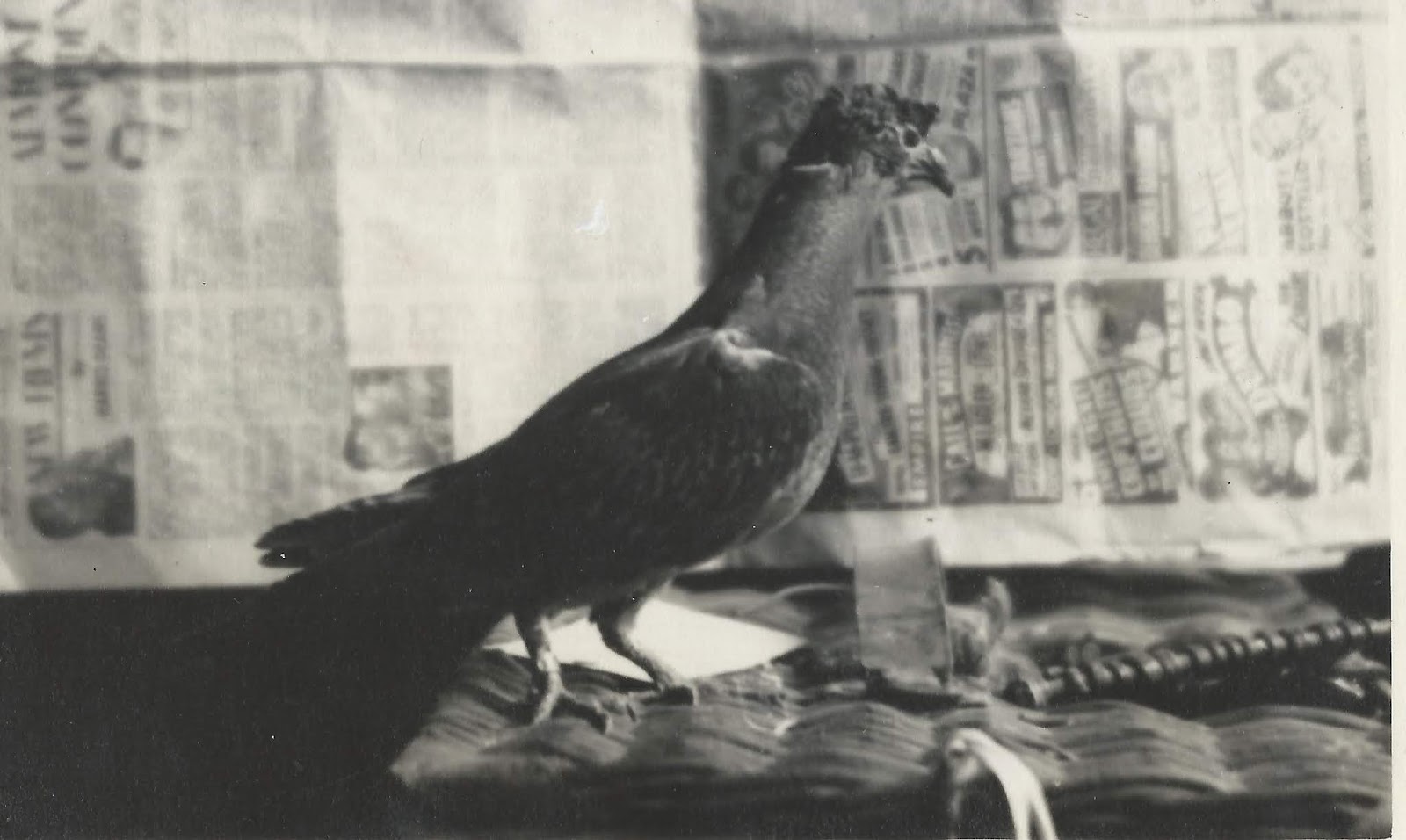 World War 2 History and the WW2 Pigeons: Middle East Pigeon Service Pigeons