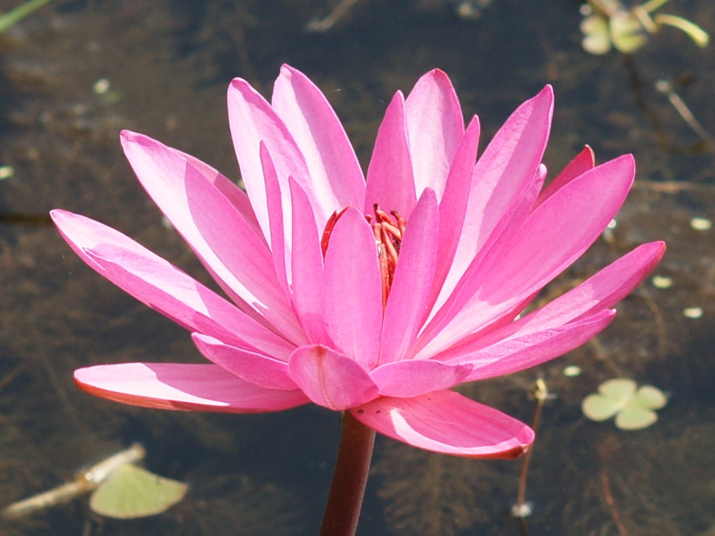 Our Beautiful World: Lotus