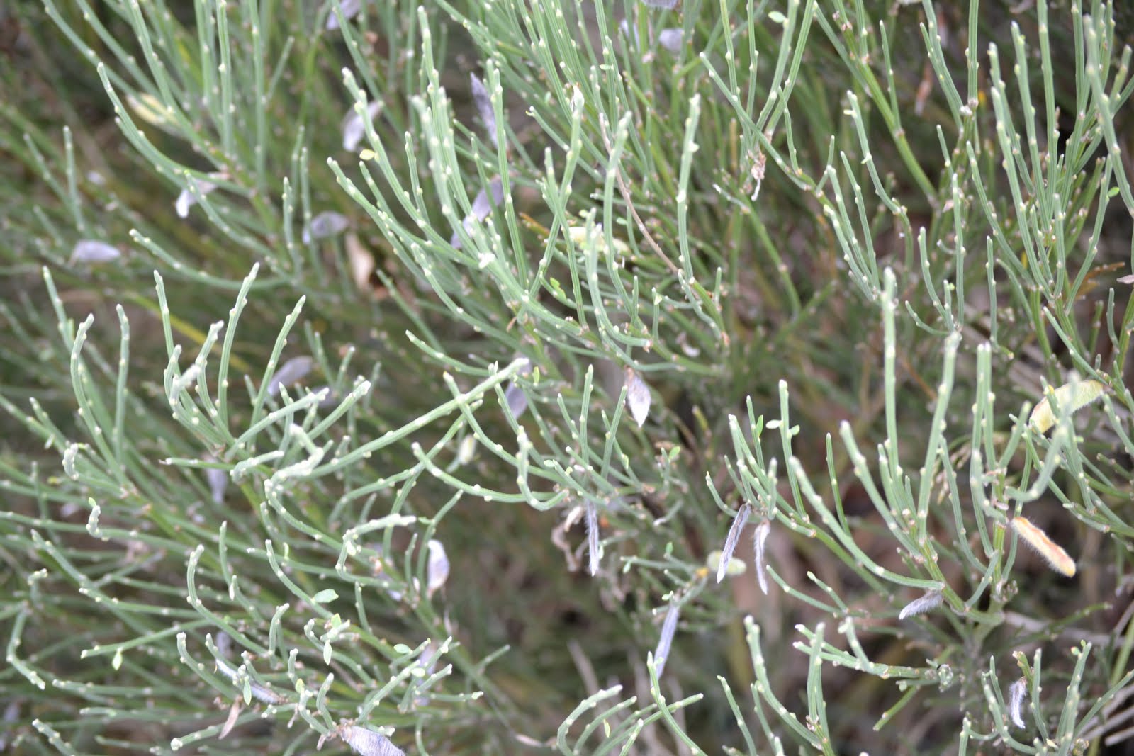 EN EL MONCAYO: Retama Negra (Cytisus scoparius)