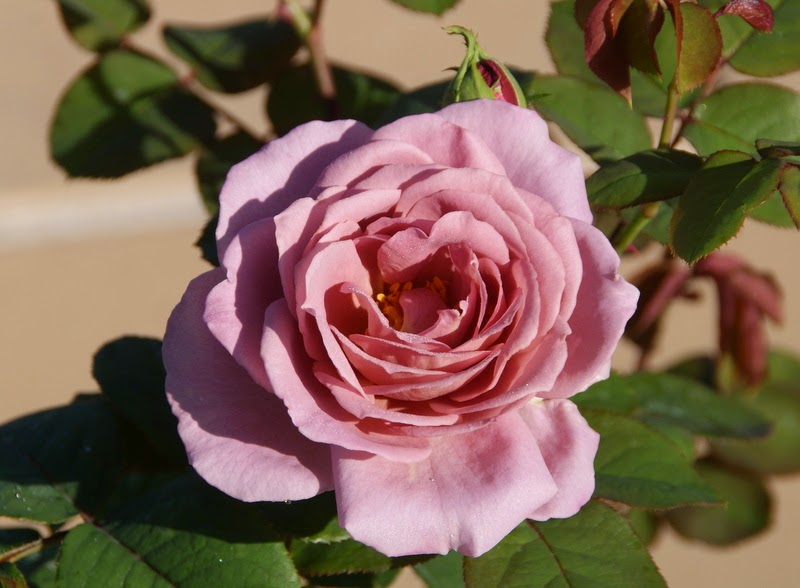 Organic Garden Dreams: October Roses